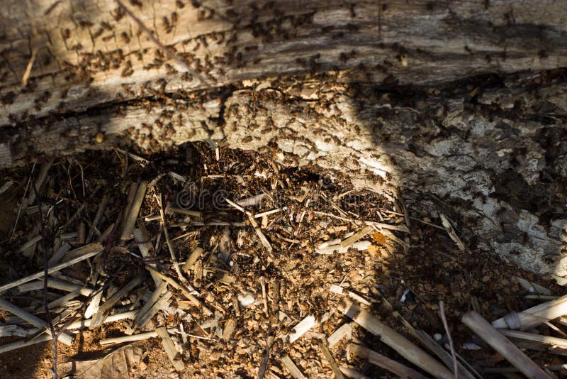 The Ants are Digging the Soil and Making Burrows. Stock Image - Image ...