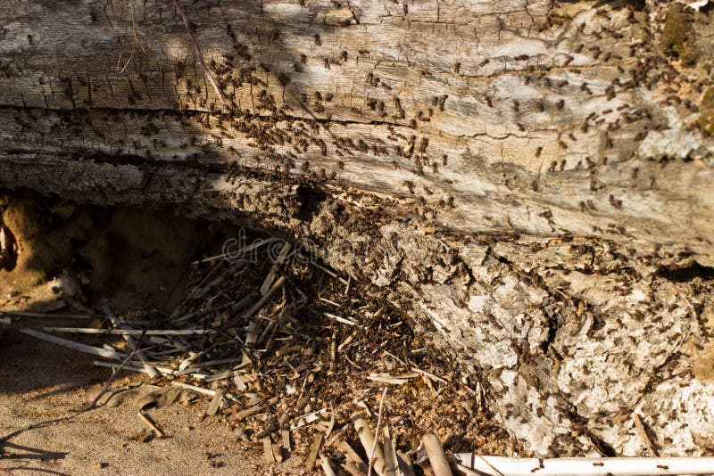 Ants Digging in an Old Tree Stock Photo - Image of fauna, color: 103024454