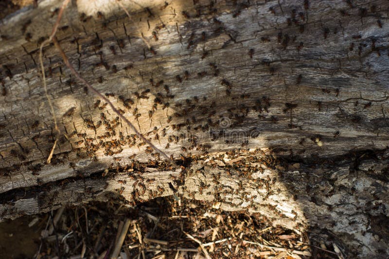 Ants Digging in an Old Tree Stock Photo - Image of focus, smaragdina ...