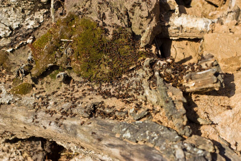 The Ants are Digging the Soil and Making Burrows. Stock Image - Image ...