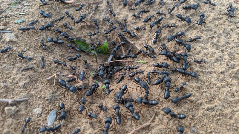 The Ants are Digging the Soil and Making Burrows. Stock Image - Image ...