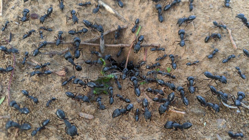 The Ants are Digging the Soil and Making Burrows. Stock Photo - Image ...