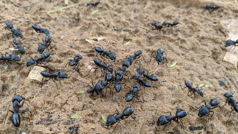 The Ants are Digging the Soil and Making Burrows. Stock Photo - Image ...