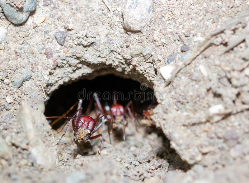 Ants digging their nest stock image. Image of group, invertebrate ...