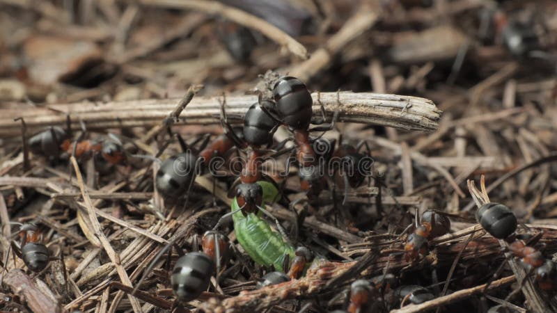 The Ants Drag the Caterpillar into the Anthill Stock Footage - Video of ...