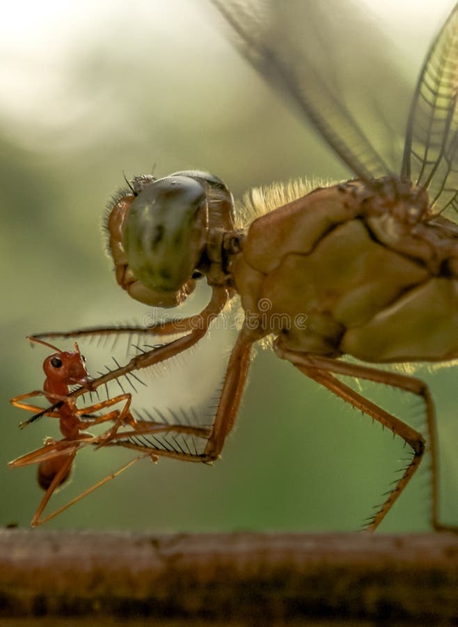 Dragonflies Fighting Stock Photos - Free & Royalty-Free Stock Photos ...