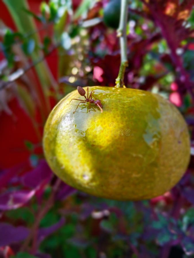 Ants are Drinking on an Orange Fruit Stock Photo - Image of fruit ...