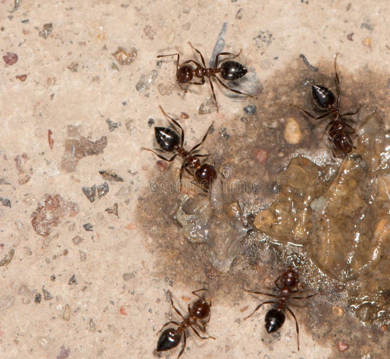 Ants Eat Against the Backdrop of the Earth Stock Photo - Image of earth ...