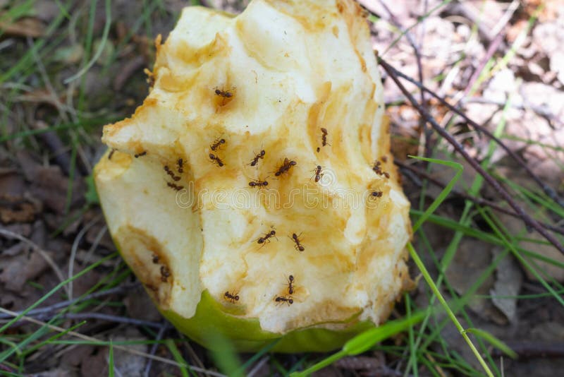 Ants Eat an Apple Core Thrown by a Man on the Ground Stock Image ...