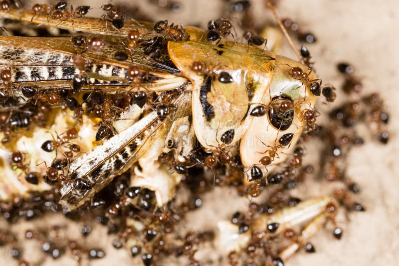 Ants Eat a Blacksmith in Nature Stock Photo - Image of insect, super ...