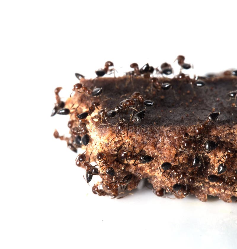 Ants eat candy. macro stock photo. Image of close, candy - 102345538