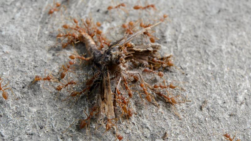 Ants Eat a Dead Body of Insect Stock Video - Video of color, happy ...