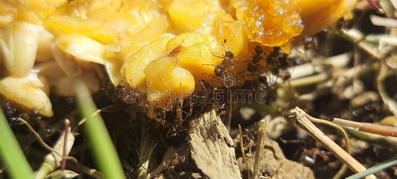 Ants Eat Fried Tempeh in the Rice Fields Stock Photo - Image of fried ...