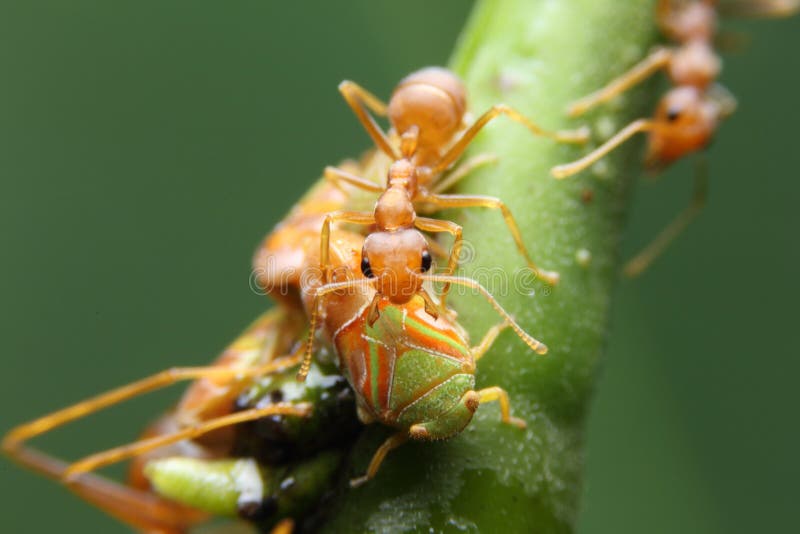 Ants eat other insects stock image. Image of macro, rock - 43392761