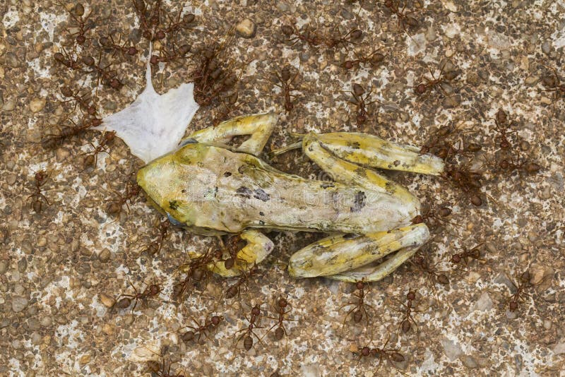 Ants eat tree frog stock photo. Image of antenna, wild - 45119258