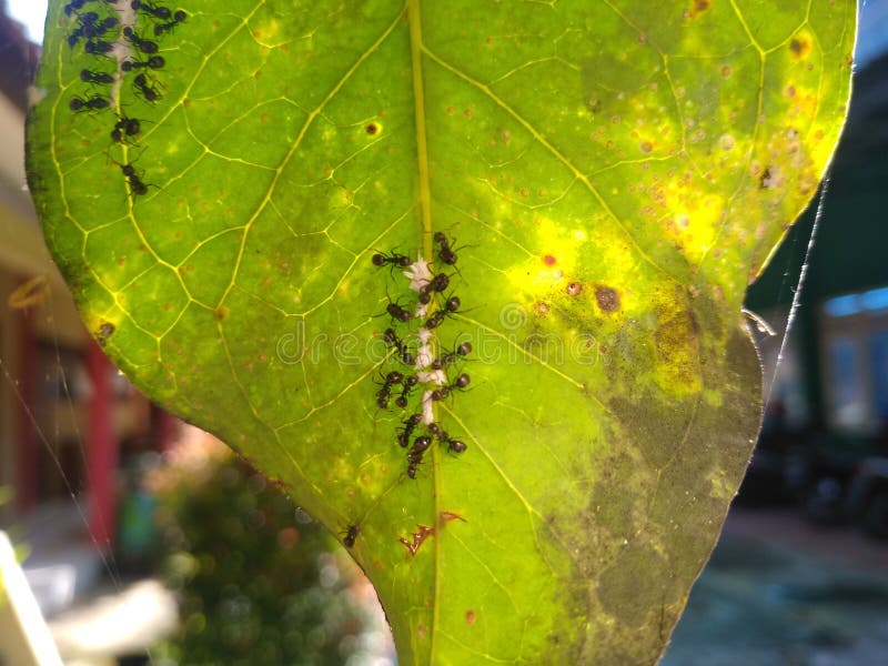 Ants Eat White Pests on Leaves Stock Image - Image of animal, color ...