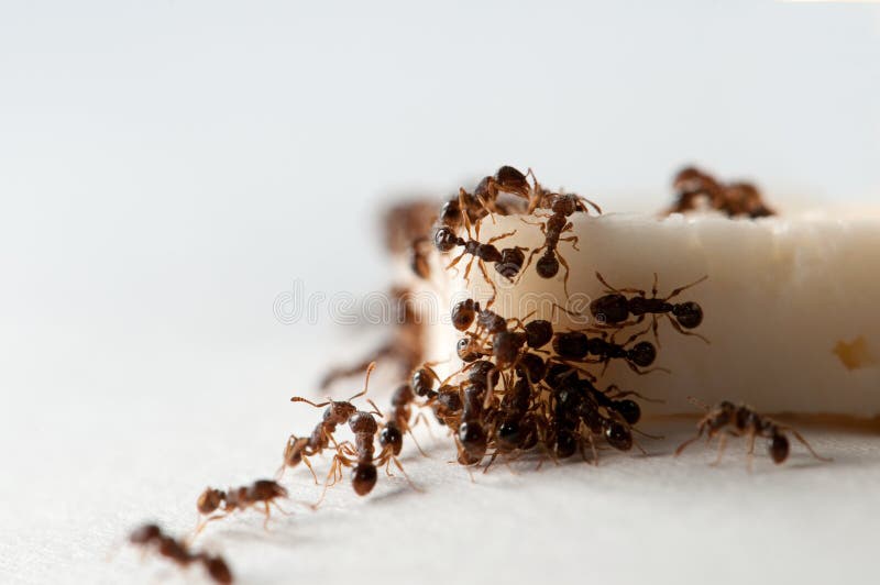Ants eating stock photo. Image of eating, insects, swarm - 14505546