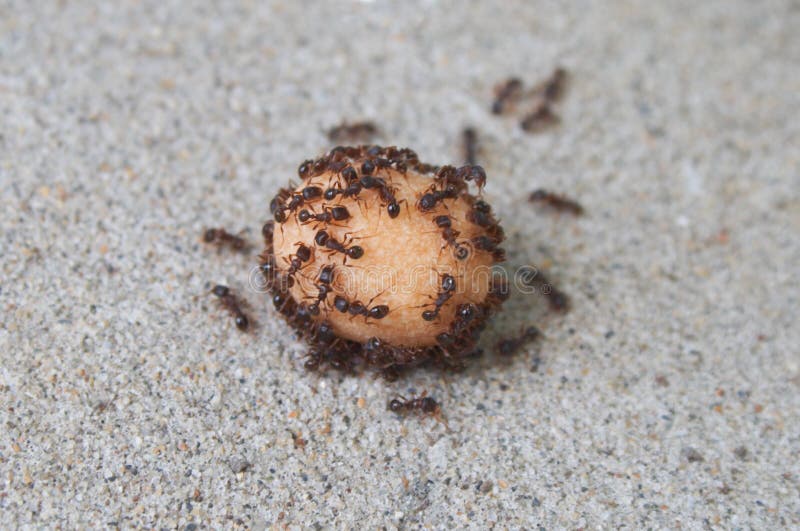 Ants eating stock photo. Image of problem, black, cooperation - 6056046