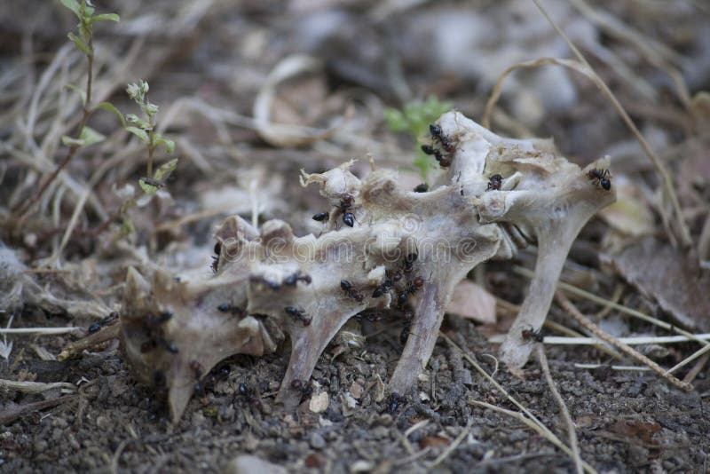 Ants eating from a bone stock photo. Image of macro, wildlife - 96532452