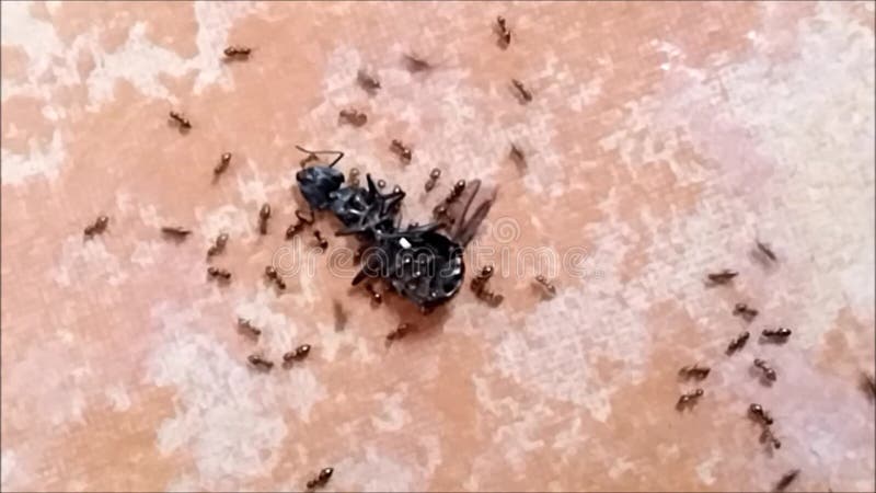 Ants eating bug top view stock video. Video of nature - 277735451