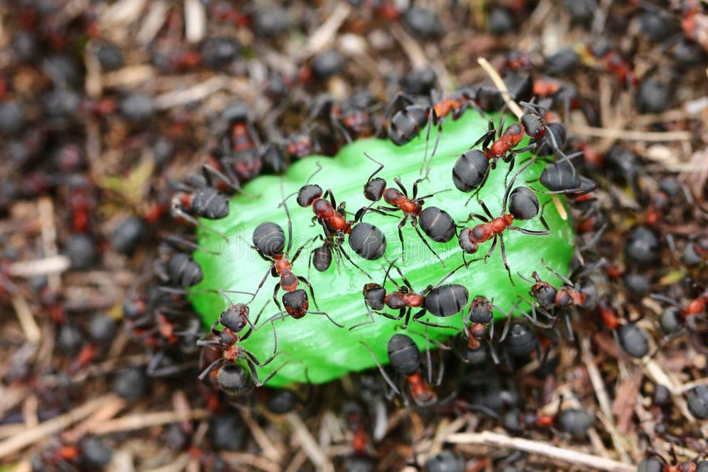 Ants eating candy stock photo. Image of hungry, brown - 42469418