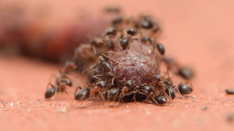 Ants Eating the Corpse of a Ringed Earthworm, Close-up, Selective Focus ...
