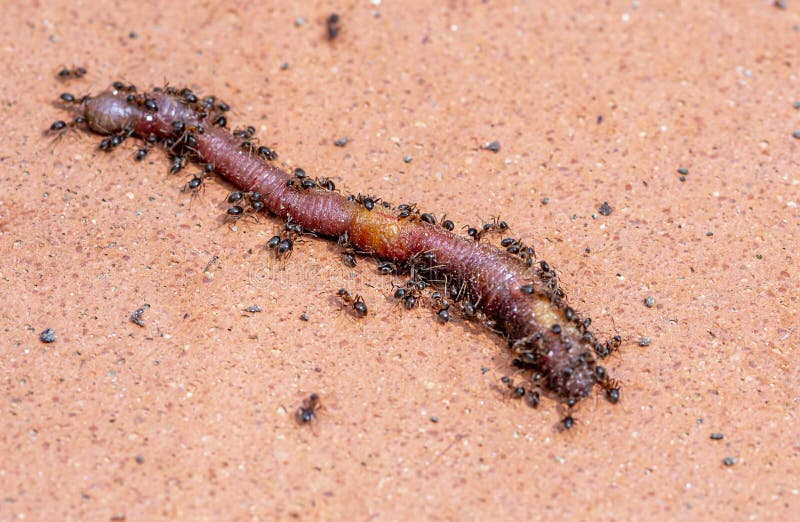 Flesh Eating Insects Stock Photos - Free & Royalty-Free Stock Photos ...