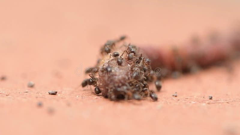 Ants Eating the Corpse of a Ringed Earthworm, Close-up, Selective Focus ...