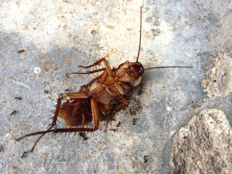 Ants Eating Dead Cockroach. Stock Photo - Image of eating, cockroaches ...
