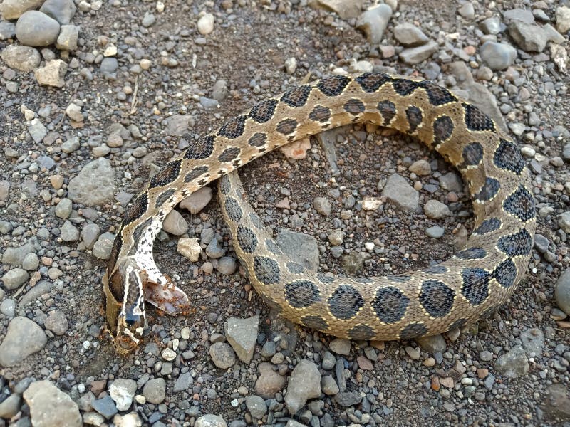 Ants Eating a Dead Russell S Viper Snake Stock Photo - Image of ...