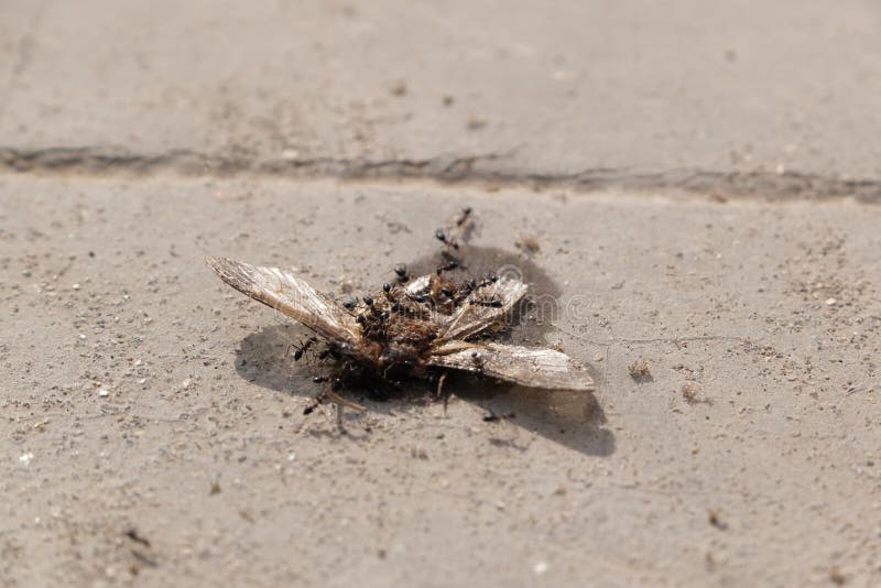 Ants eating insect or bee stock image. Image of insect - 217340169