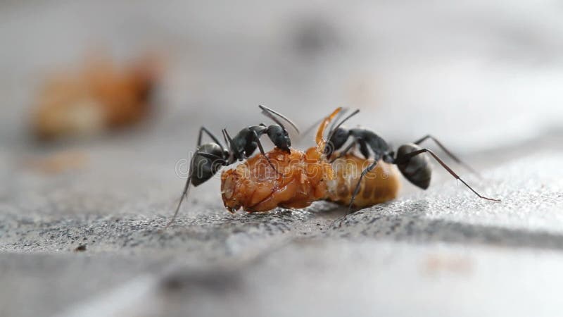 Ants eating stock video. Video of format, food, closeup - 102578669