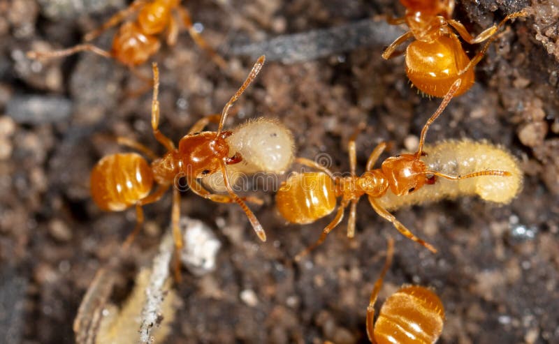 Ants with Eggs on the Ground. Stock Photo - Image of nature, single ...