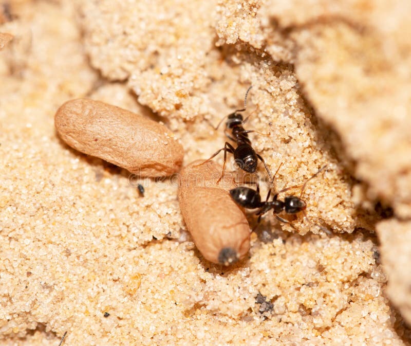 Ants with Larvae on the Sand Stock Image - Image of ants, larvae: 171279439