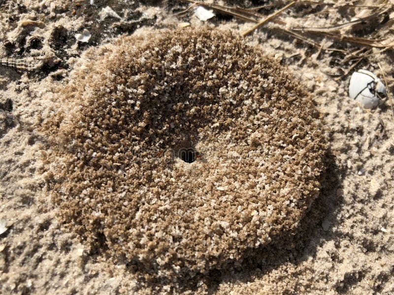 Anthill opening in sand stock image. Image of disc, fragility - 106244097