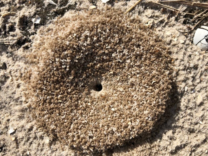Anthill opening in sand stock photo. Image of anthill - 106242894