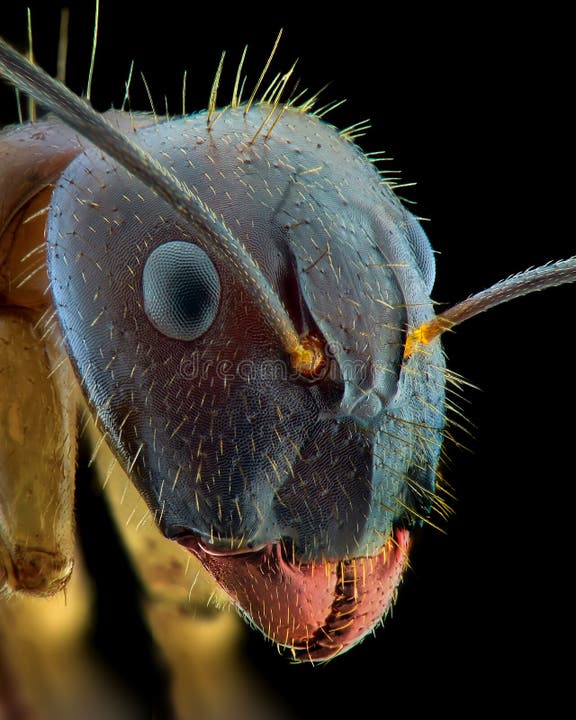 Ants Face Macro Photography Stock Image - Image of wildlife, head ...
