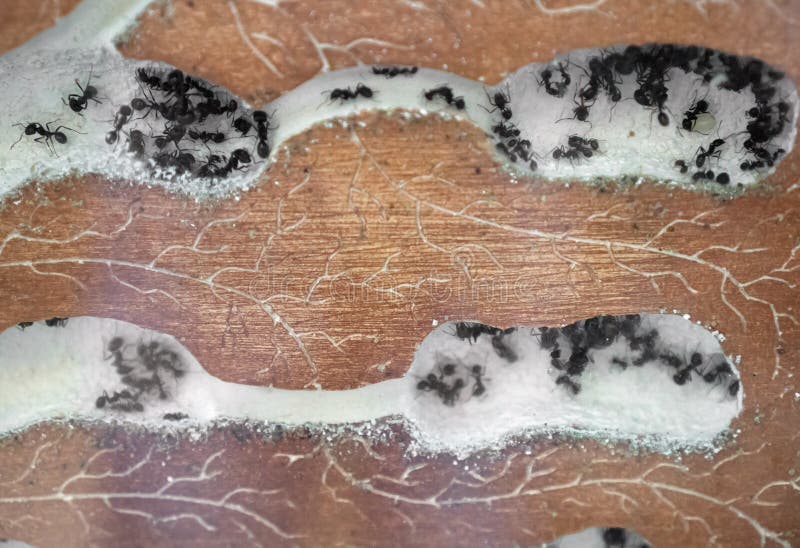 Ants farm. stock photo. Image of close, laboratory, exterior - 107071756