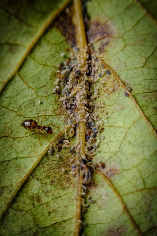 Ants Farming Aphids Leaf stock image. Image of flies - 236168517 Ants Farming Aphids Leaf stock image. Image of flies - 236168517