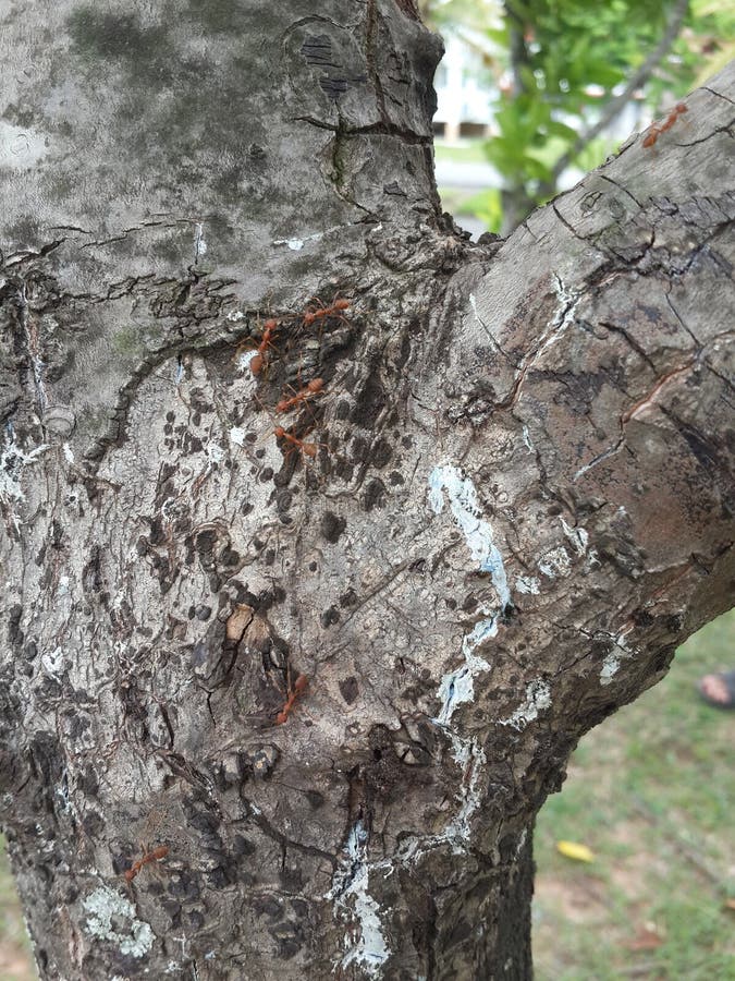 Ants feed on tree leaves stock image. Image of ants, wildlife - 75578615