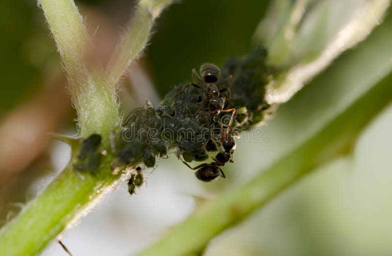 Ants Feeding on the Green Fly. Stock Photo - Image of raspberry, close ...