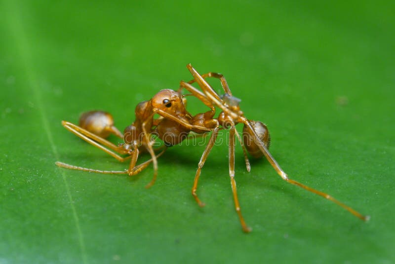 759 Ants Fight Stock Photos - Free & Royalty-Free Stock Photos from ...