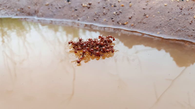 Ants Floating on Water after Storm Stock Image - Image of blue, plant ...