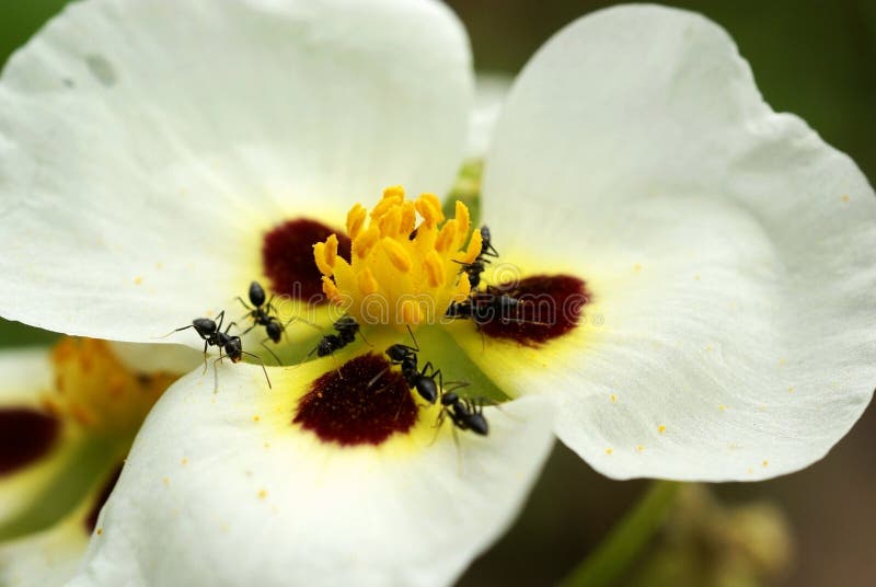 Ants with flower stock photo. Image of flowerbed, flowers - 16204332
