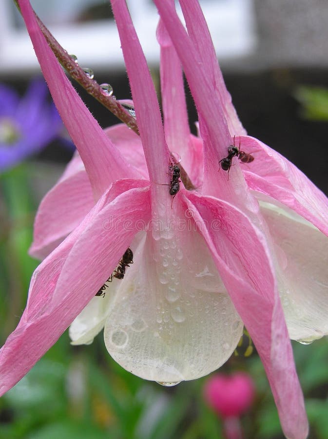 Ants on Flower stock image. Image of flower, perennial - 185613