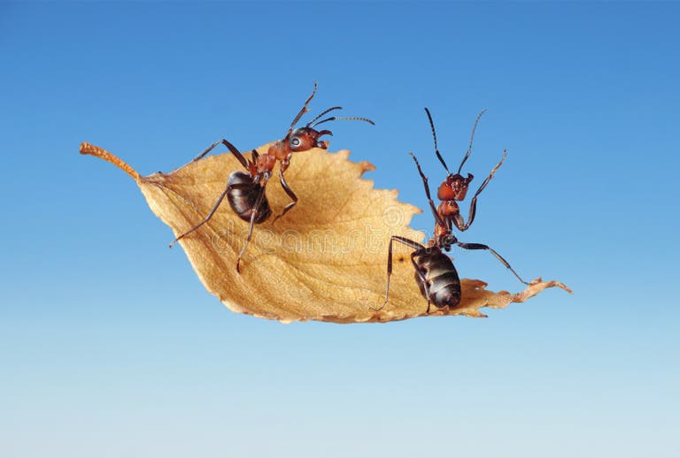Ants fly on autumn leaf stock image. Image of fairytale - 216712015