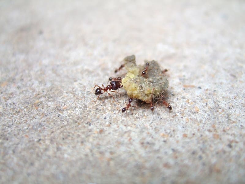 Araucana Hen and Chicks stock image. Image of bond, baby - 2635161