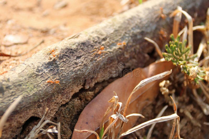 Ants in a forest - laos stock image. Image of insect - 355581959