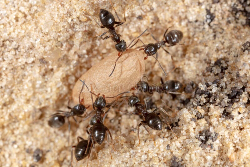Ants and Formic Eggs in Nature Stock Image - Image of pest, closeup ...