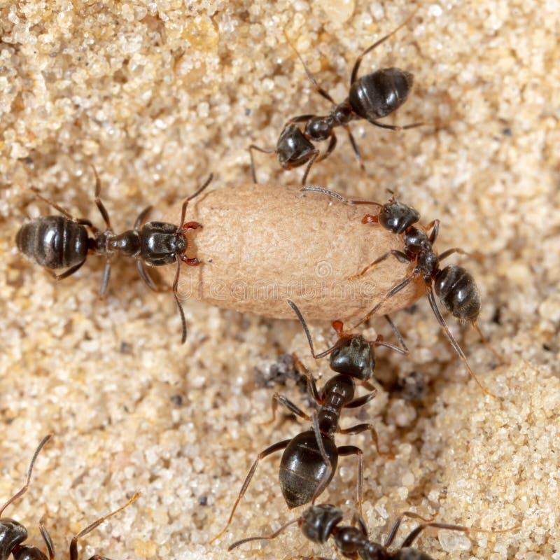 Ants and Formic Eggs in Nature Stock Image - Image of closeup ...
